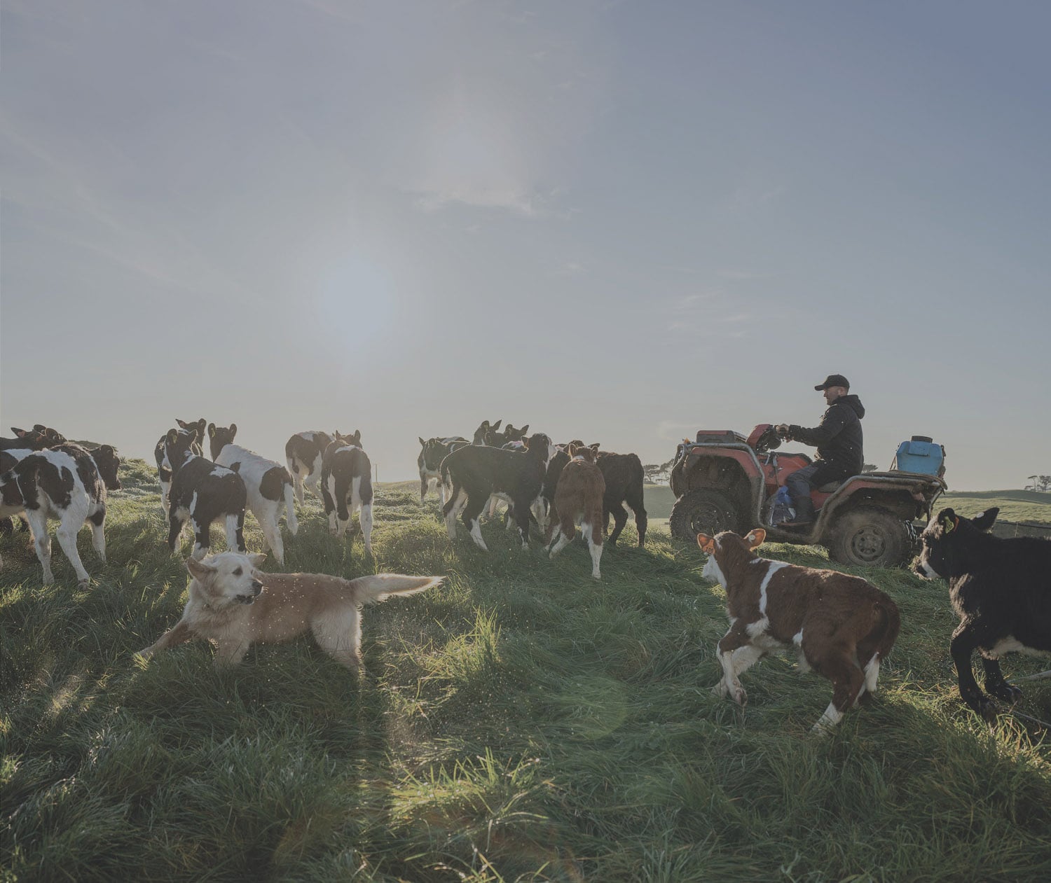 Agricultural Insurance in New Zealand | Ag Guard NZ